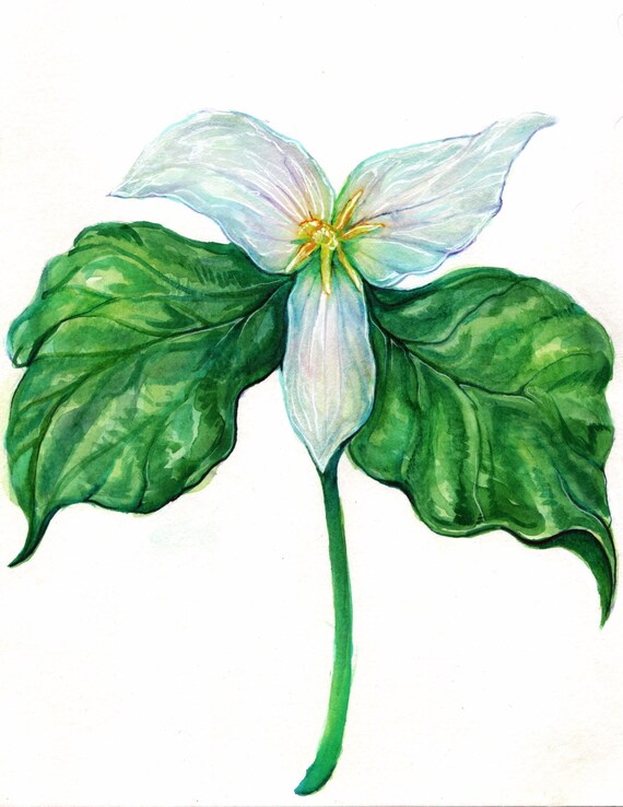 White Trillium Drawing