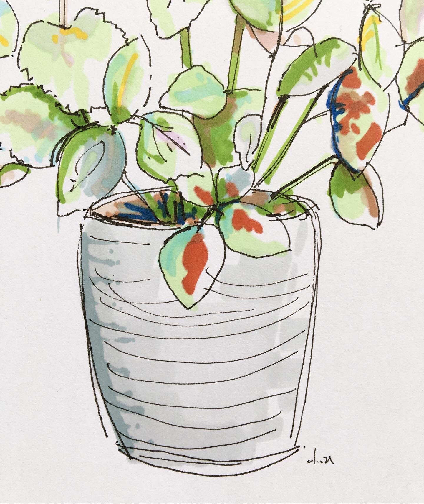 Green & Red Coleus Houseplant Original Drawing in Ink and Promarker on ...