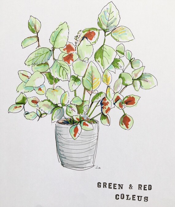 Green & Red Coleus houseplant original drawing in Ink and | Etsy