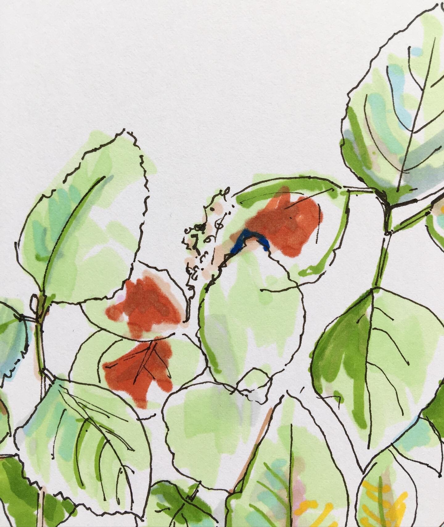 Green & Red Coleus Houseplant Original Drawing in Ink and Promarker on ...