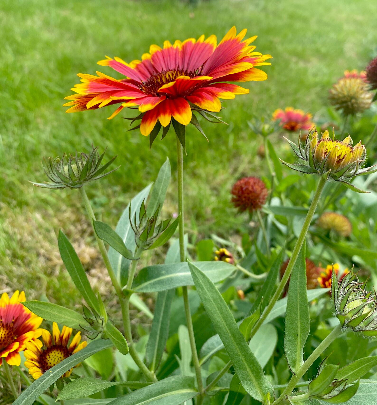 100 Organic Firewheel Flower Seeds Gaillardia pulchella | Etsy