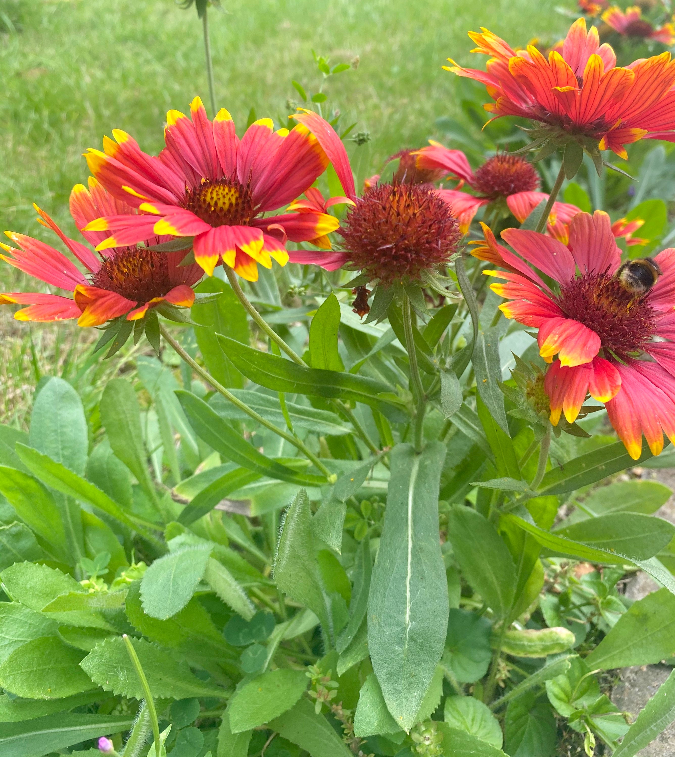 100 Organic Firewheel Flower Seeds Gaillardia pulchella | Etsy