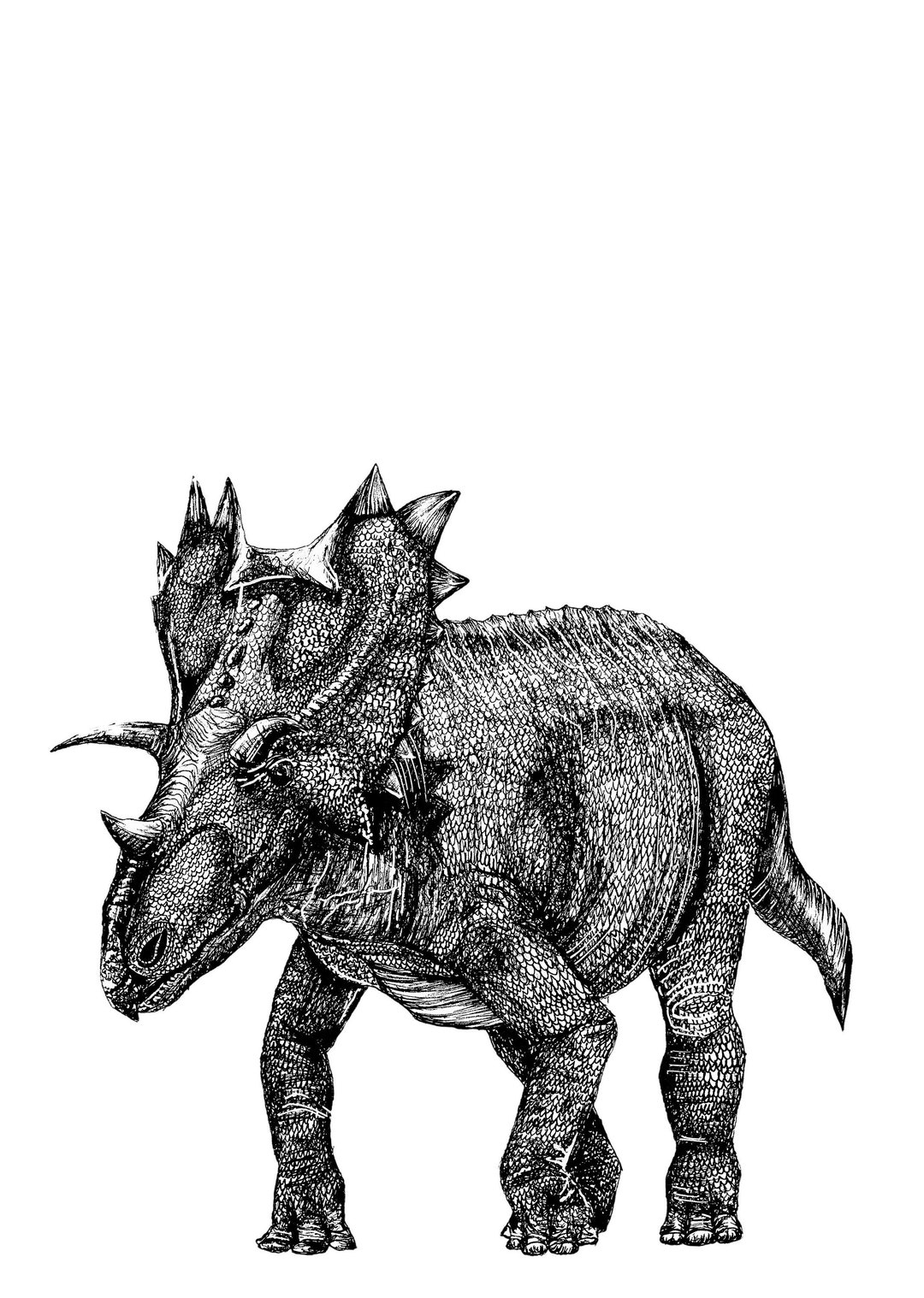 Pentaceratops Illustration Dinosaur Giclée Print - Etsy