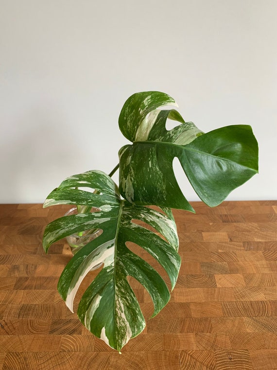 Monstera Variegata Monstera Variegated Deliciosa Variegata TOP | Etsy