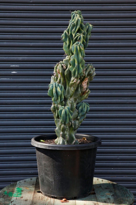 Cereus Peruvianus Monstrose Plants Craft Supplies & Tools etna.com.pe