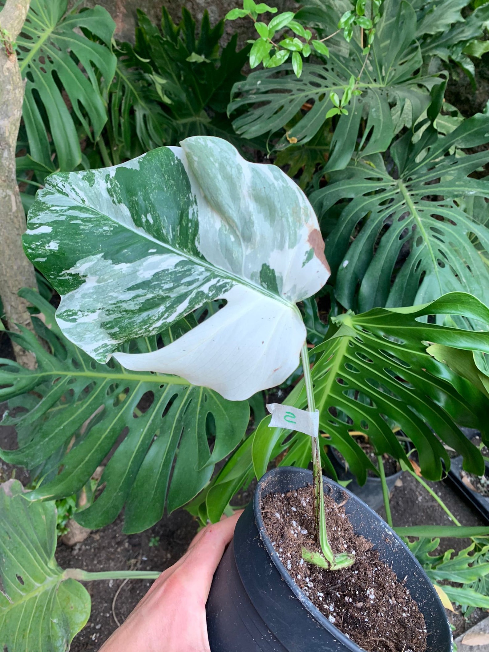 Monstera Variegated Monstera Variegata Deliciosa | Etsy