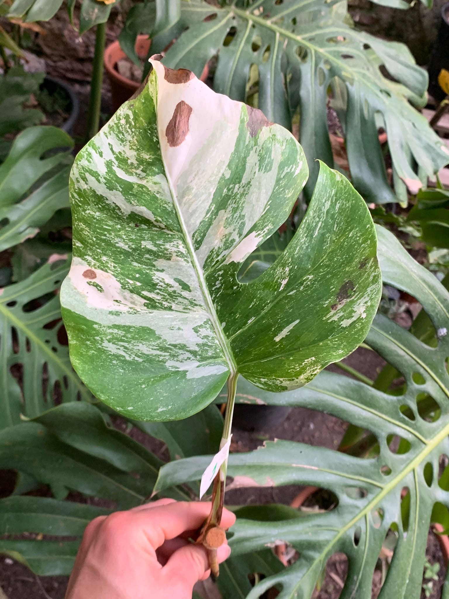 Monstera Variegated Monstera Variegata Deliciosa | Etsy