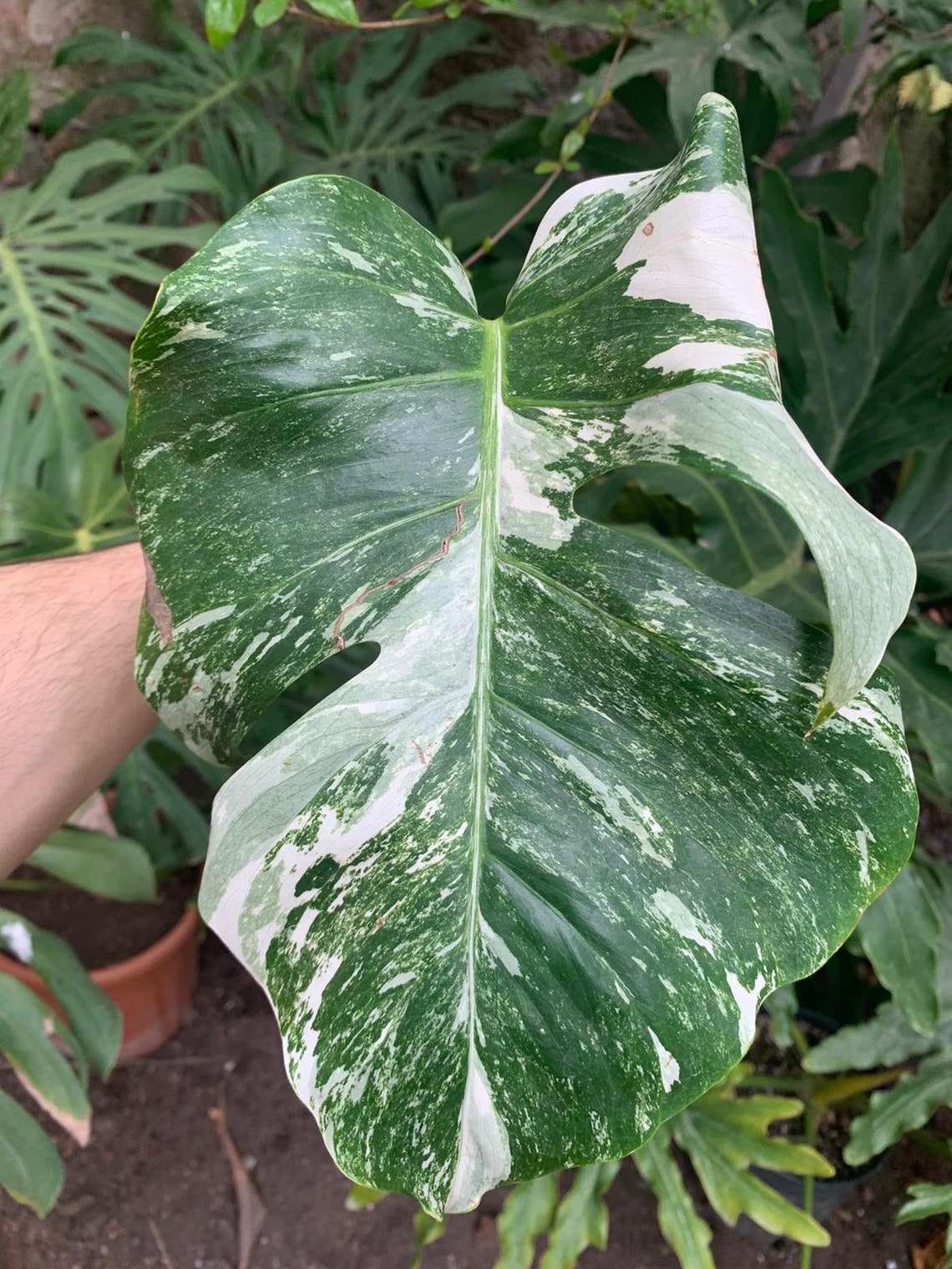 Monstera Variegated Monstera Variegata Deliciosa | Etsy