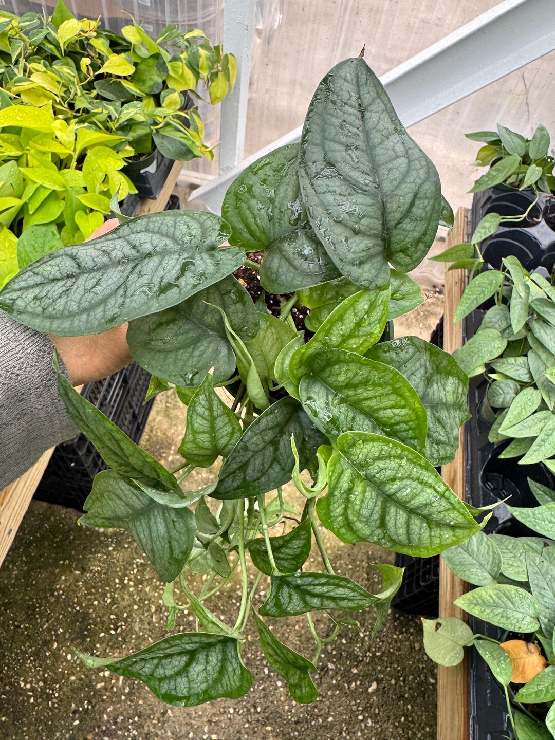 Monstera Siltepecena Trailing Plant in 4” Pot- Full and Trailing Plant ...