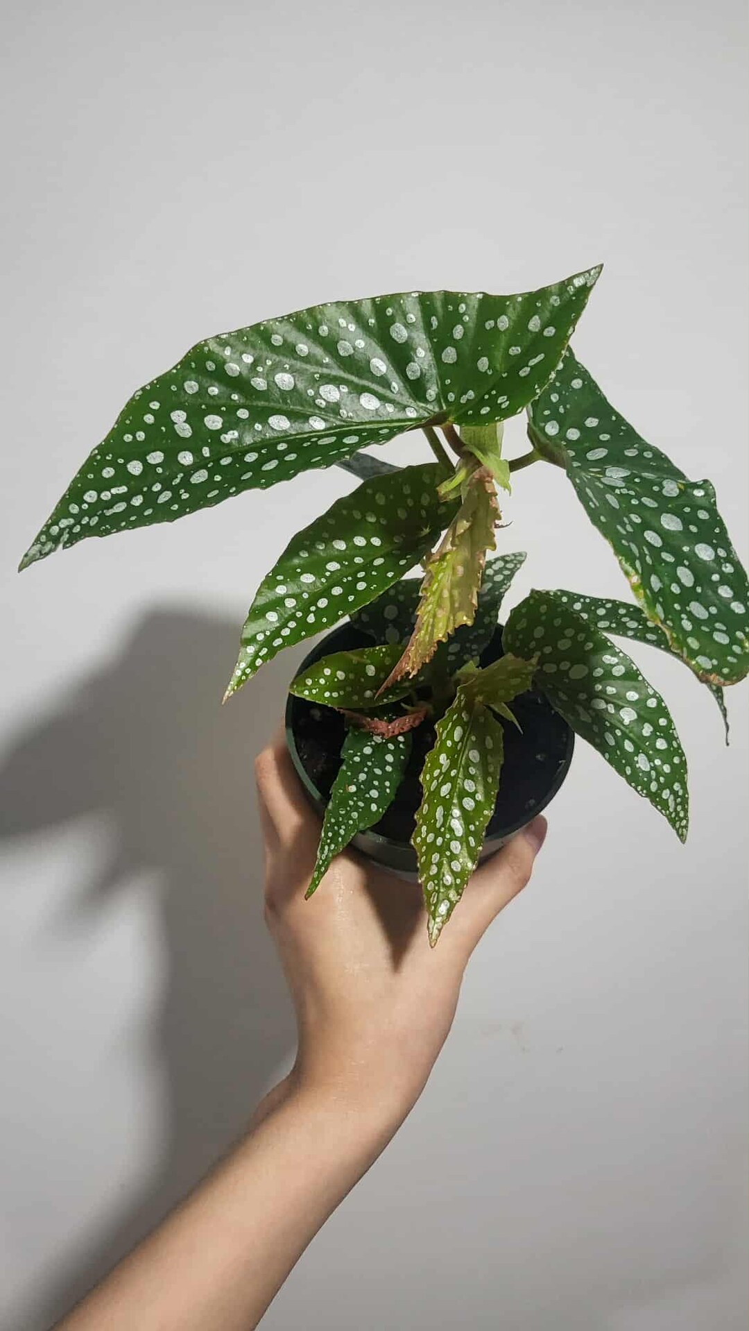 White Ice Begonia Plant in 4” Pot- Snow, Polka Dot, Beginner Friendly ...