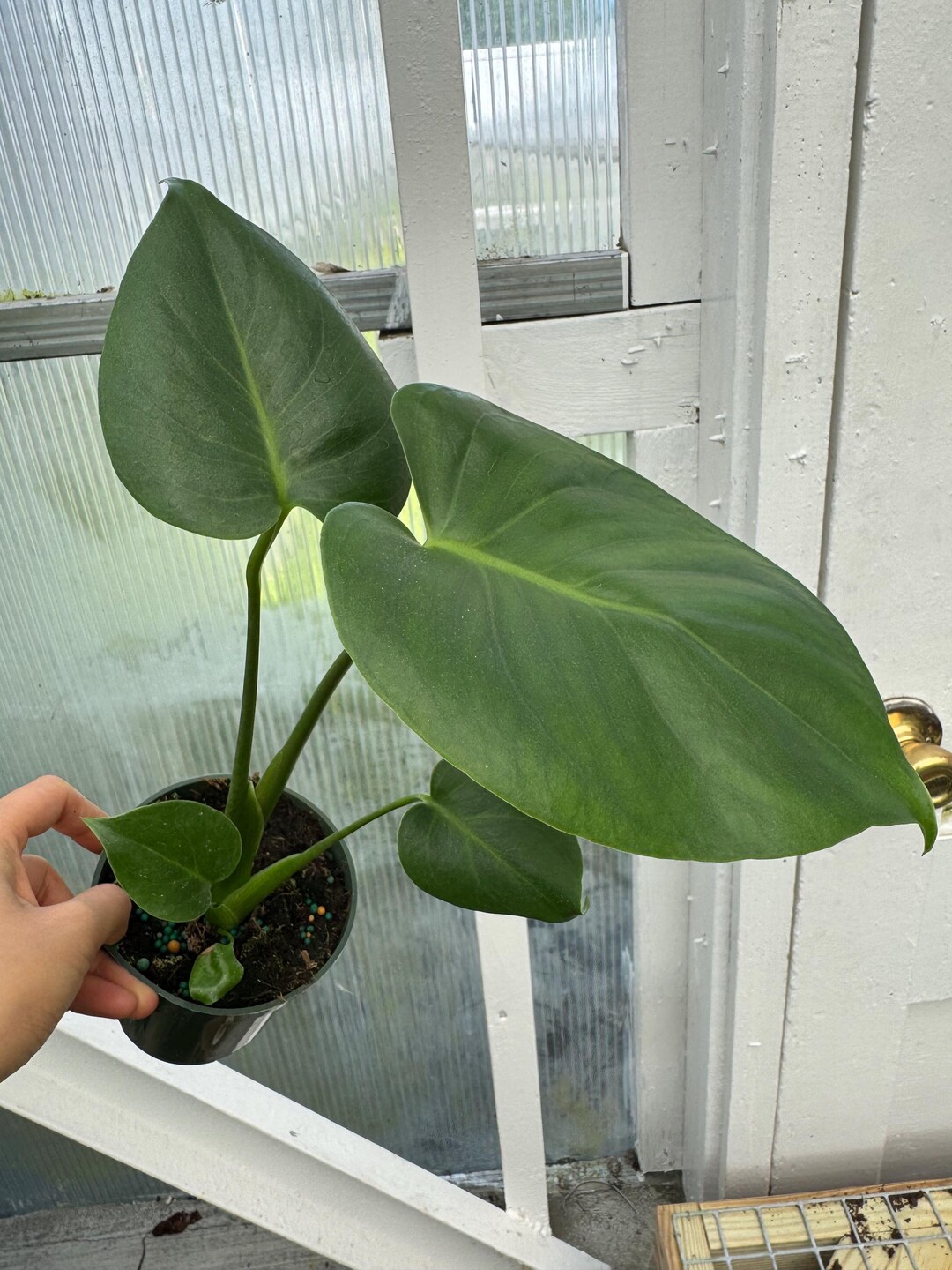 Monstera Deliciosa Rooted in 4” Pot, Monstera Swiss Cheese Split Leaf ...
