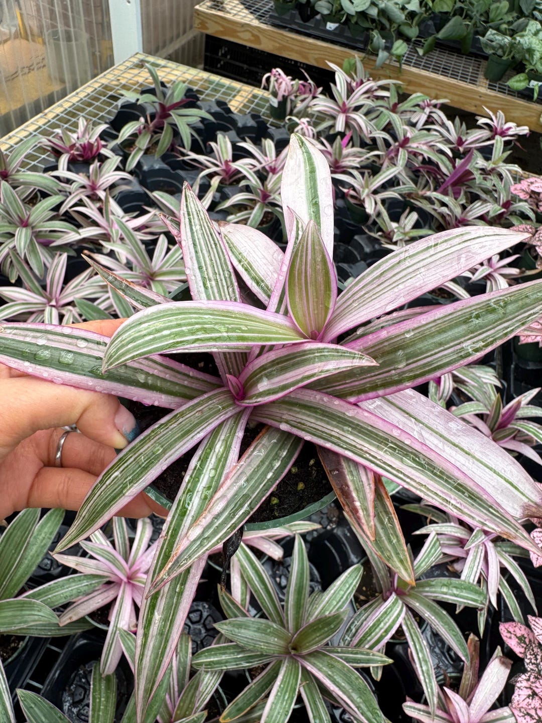 Rhoeo Rainbow Tradescantia Plant in 4” Pot. Spathacea Wandering Dude ...