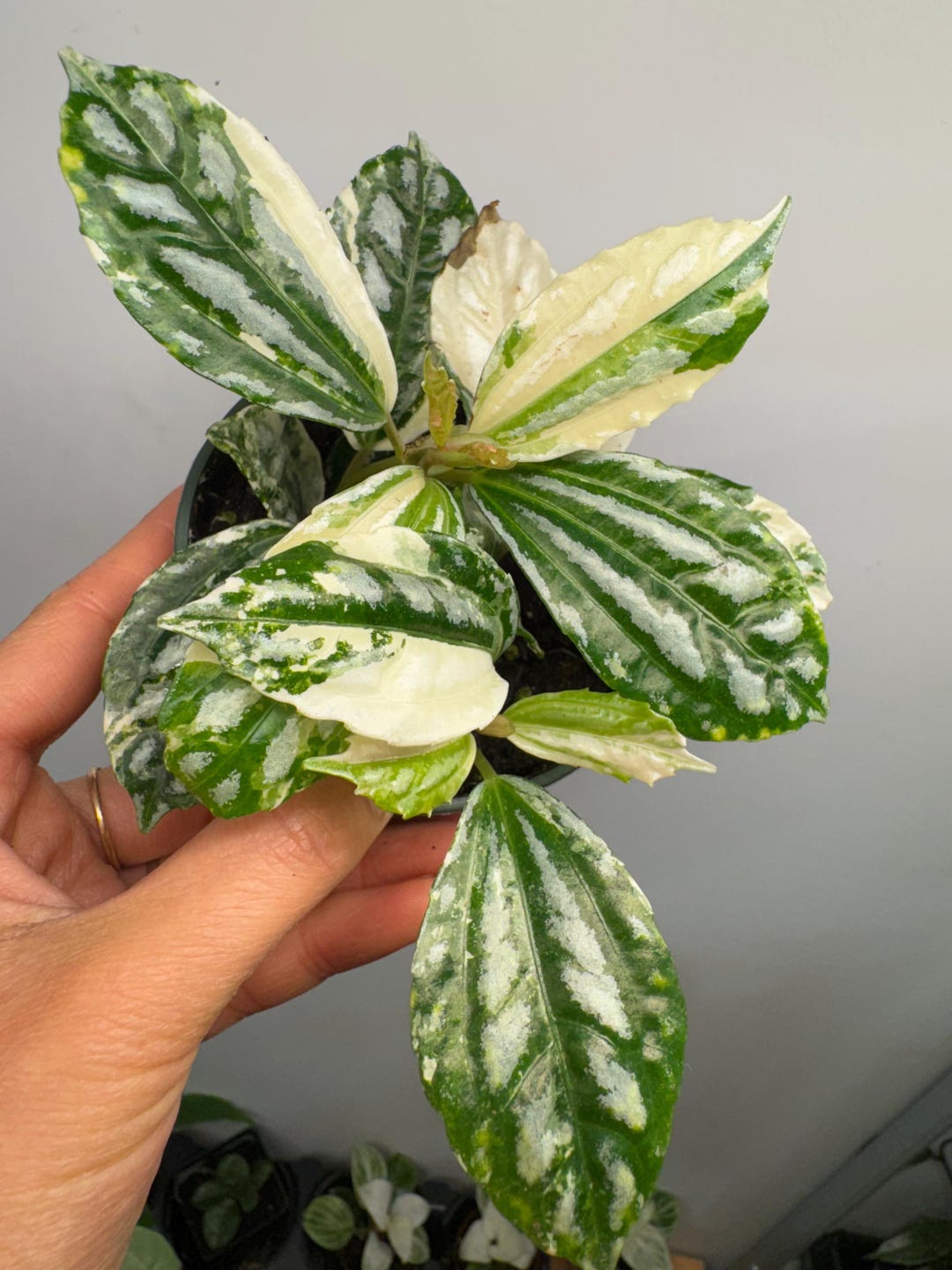 Variegated Albo Pilea Cadierei 4” Pot. 3 Rooted Plants in One Pot - Etsy