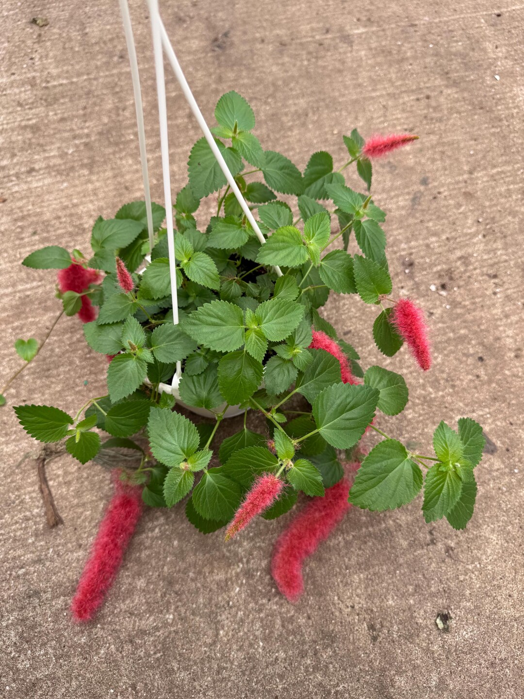 Strawberry Firerails Rooted in 5.5” HB - Acalipha Chenille Plant. - Etsy