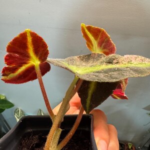 Variegated Begonia Listada Rooted Plant in 4” Pot - Fuzzy Maroon and ...