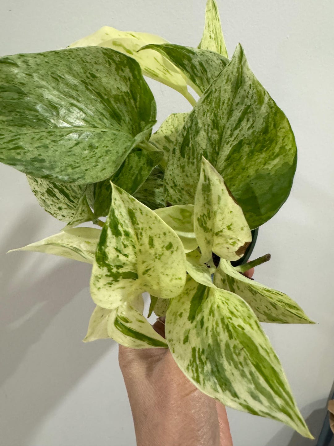 Snow Queen Pothos Plant 4” Pot - Etsy
