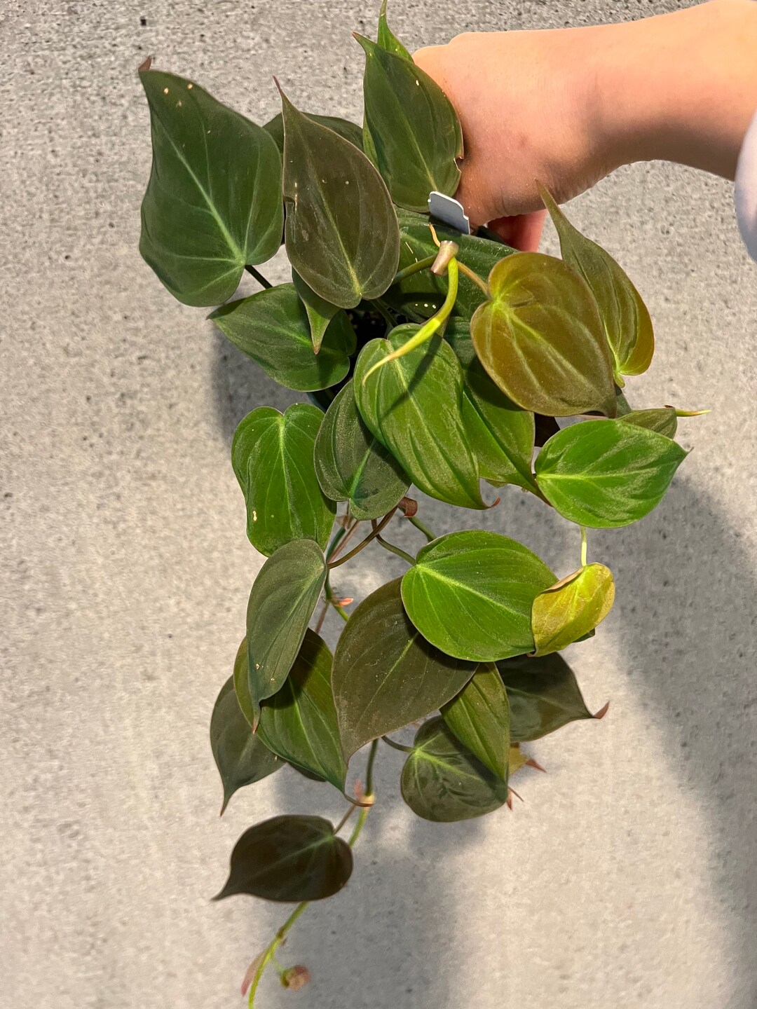 Philodendron Mican 4” Pot - Etsy