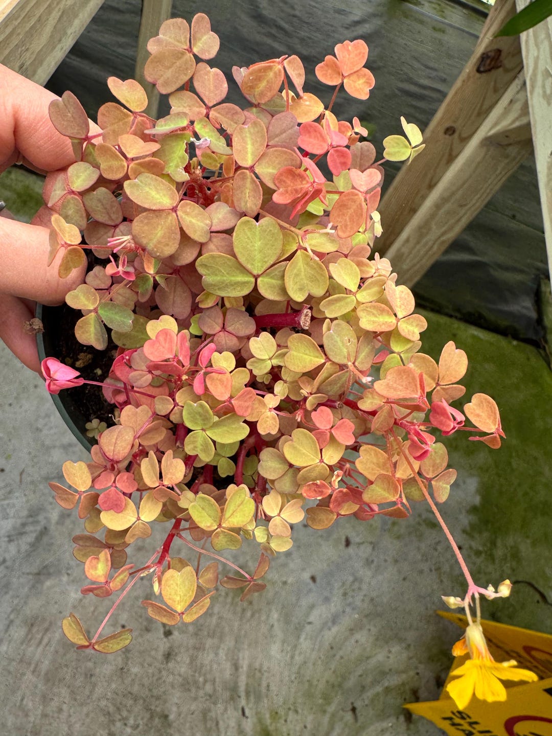 Multicolor Oxalis Plant Rooted In. 4” Pot. Variegated Plant- Rainbow ...