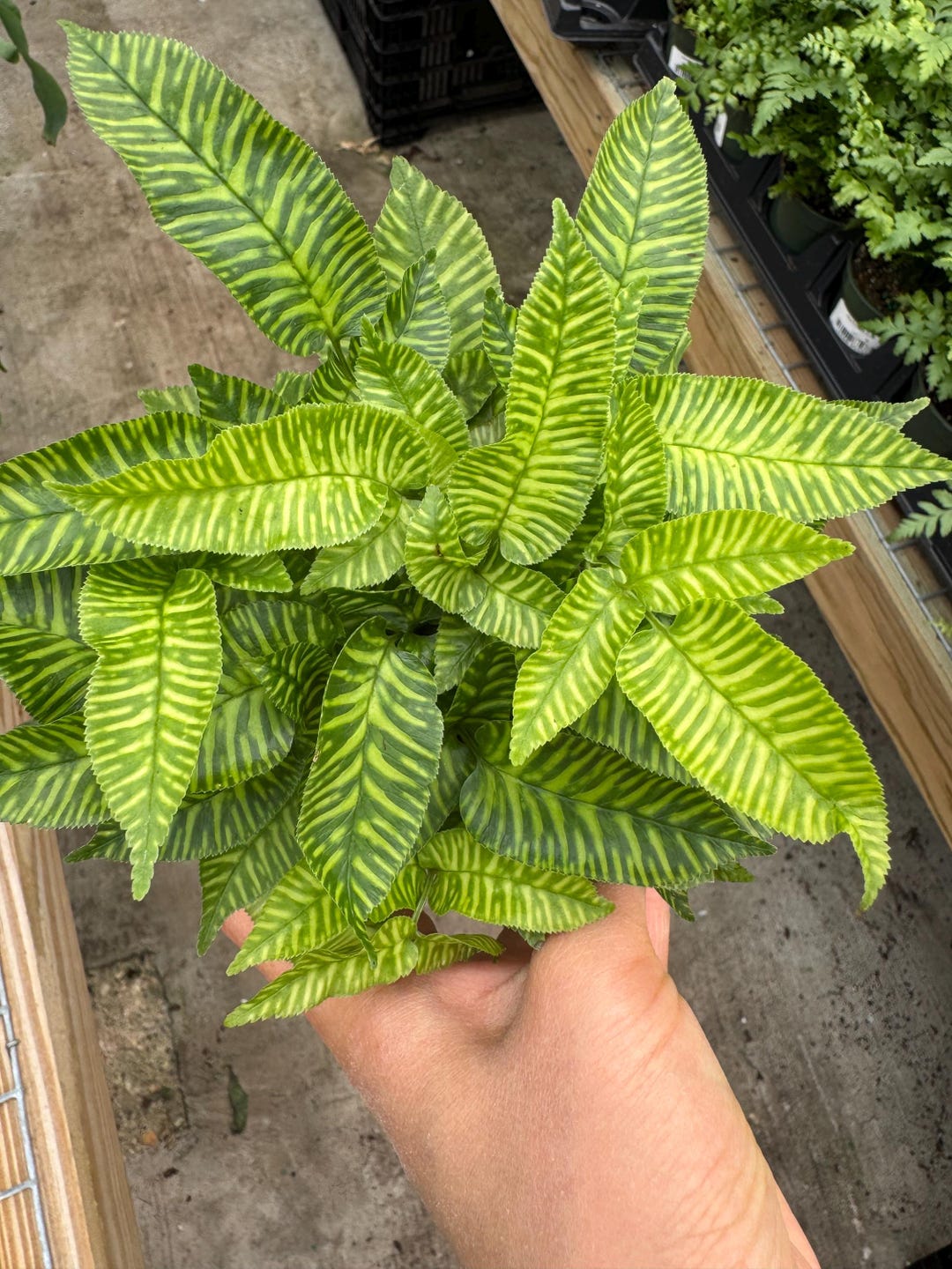 Striped Bamboo Fern “golden Zebra” Plant Rooted in 4” Pot - Yellow and ...