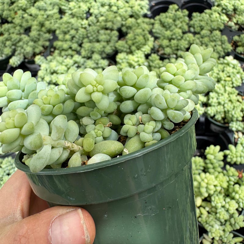 Trailing Succulents - Etsy