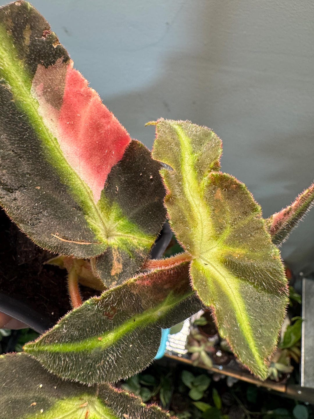 Variegated Begonia Listada Rooted Plant in 4” Pot - Fuzzy Maroon and ...
