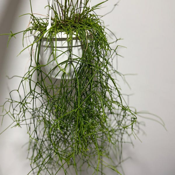 Hanging Mistletoe - Etsy