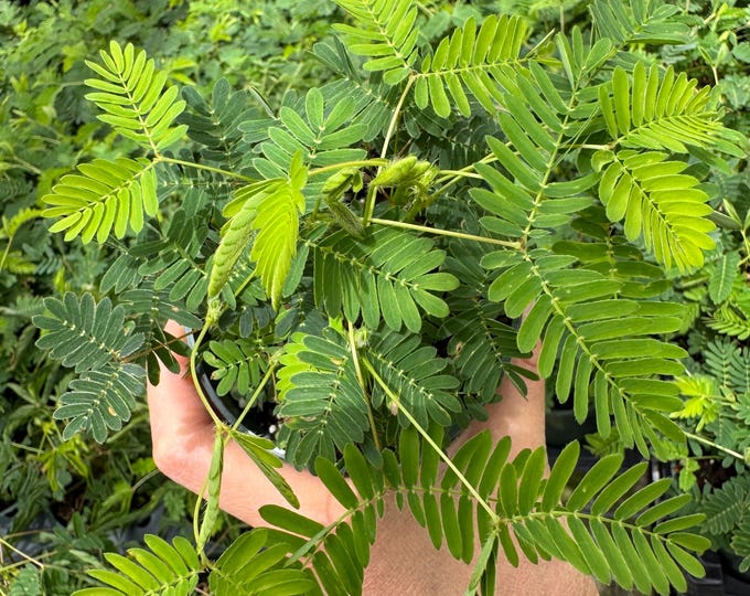 Mimosa Pudica / Sensitive Plant Rooted in 4” Pot - Etsy