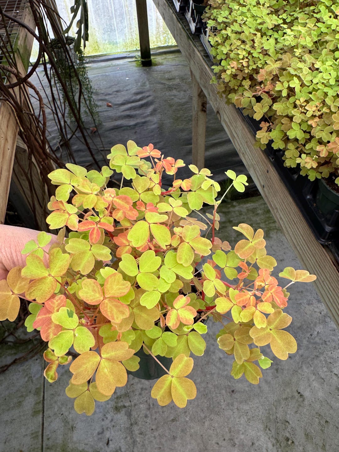 Oxalis Spiralis Aurea Plant Rooted in 4” Pot. Variegated Shamrock Plant ...