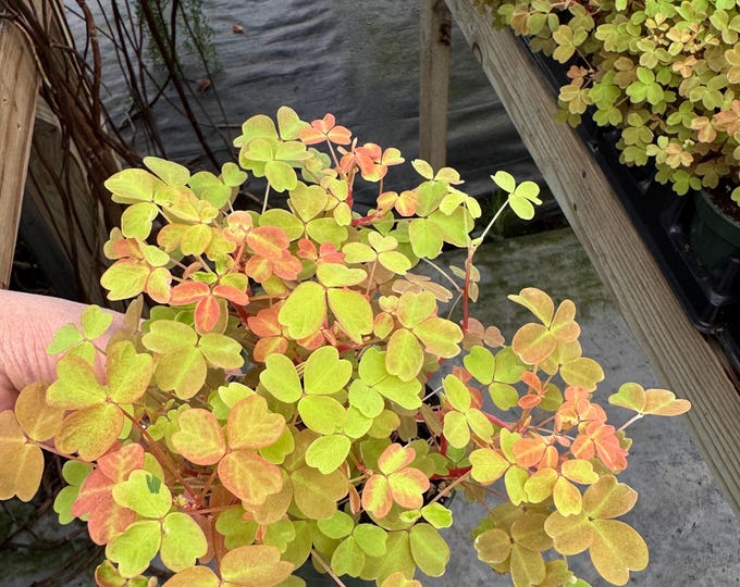 Oxalis Spiralis Aurea Plant Rooted in 4” Pot. Variegated Shamrock Plant ...
