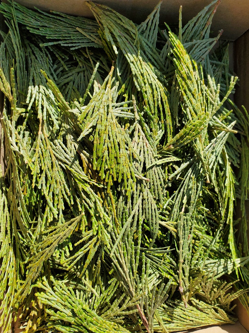 Loose Leaf Cedar 0.5 Oz Smudge Cleansing - Etsy
