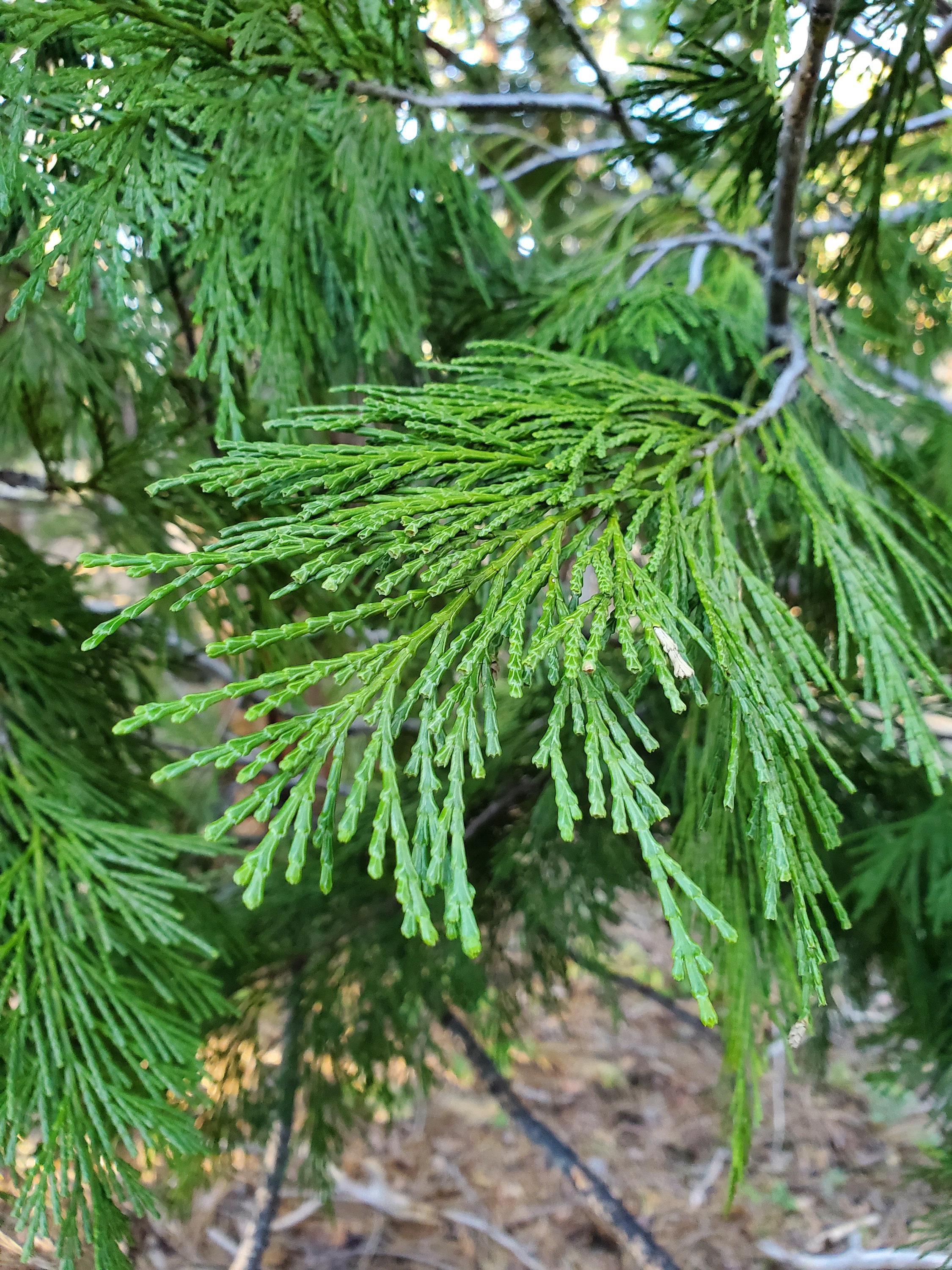 Loose Leaf Cedar 0.5 Oz Smudge Cleansing - Etsy