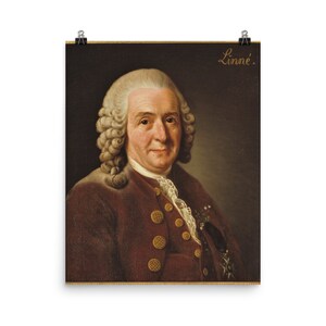 Carl Linnaeus Poster Print - Etsy