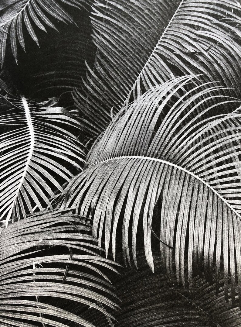 Palm Risography / Poster A3 / Signed and Numbered - Etsy