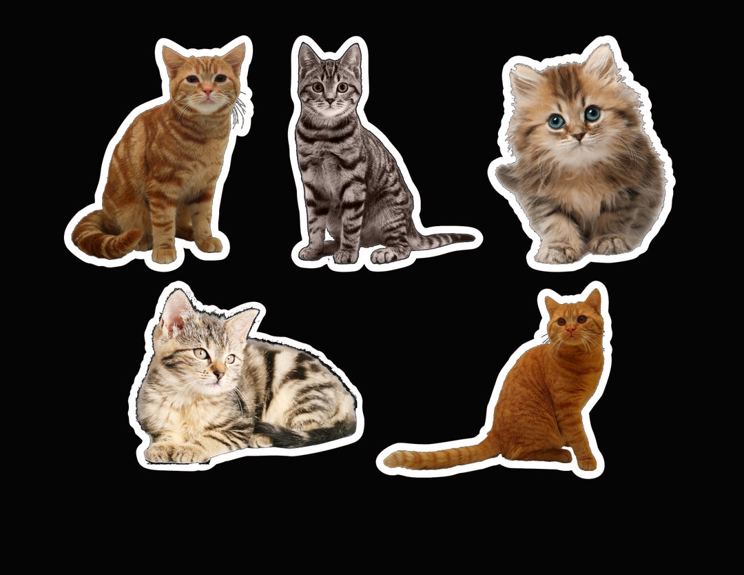 Cats Sticker Pack Laminated Vinyl Waterproof Stickers - Etsy