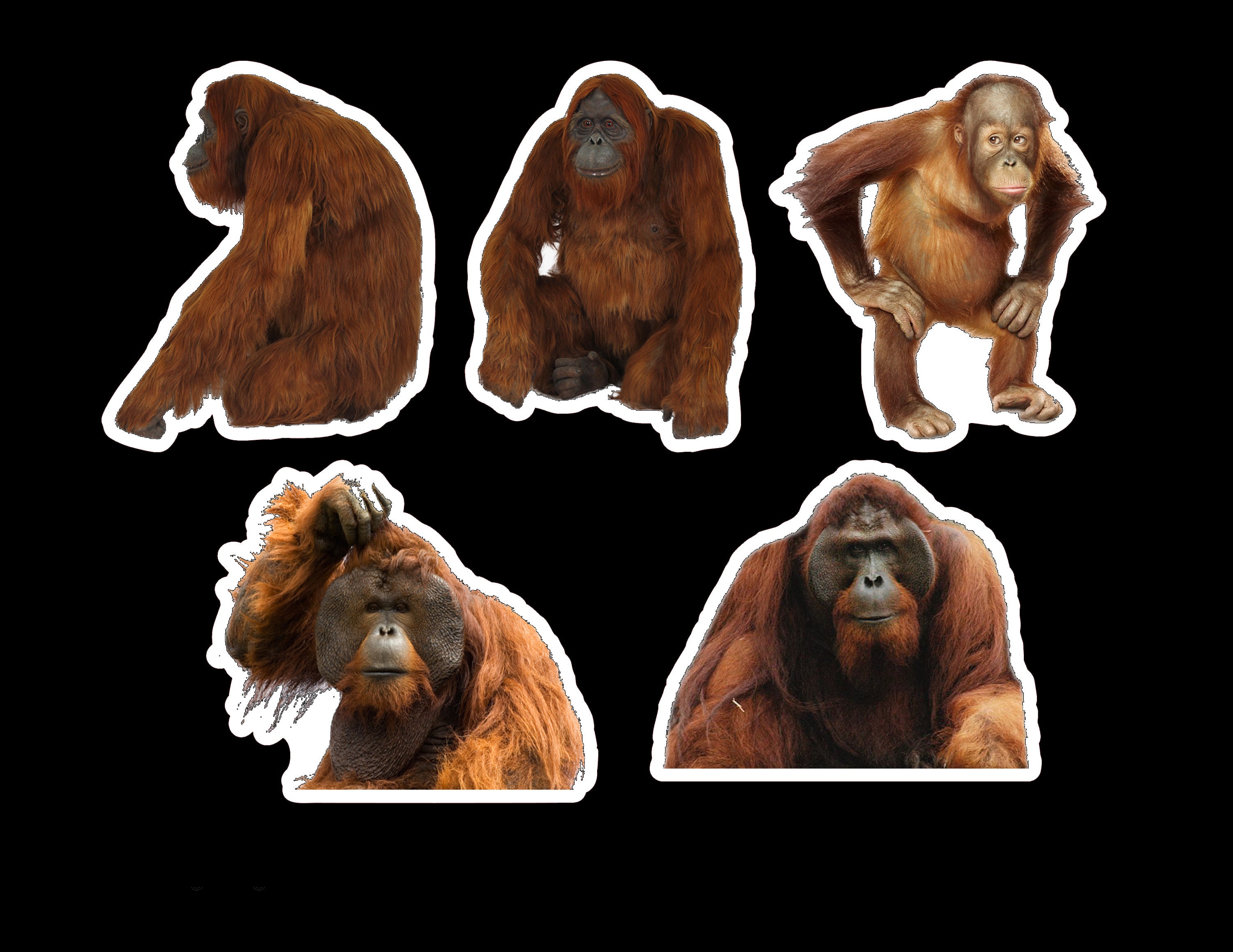 Orangatang Sticker
