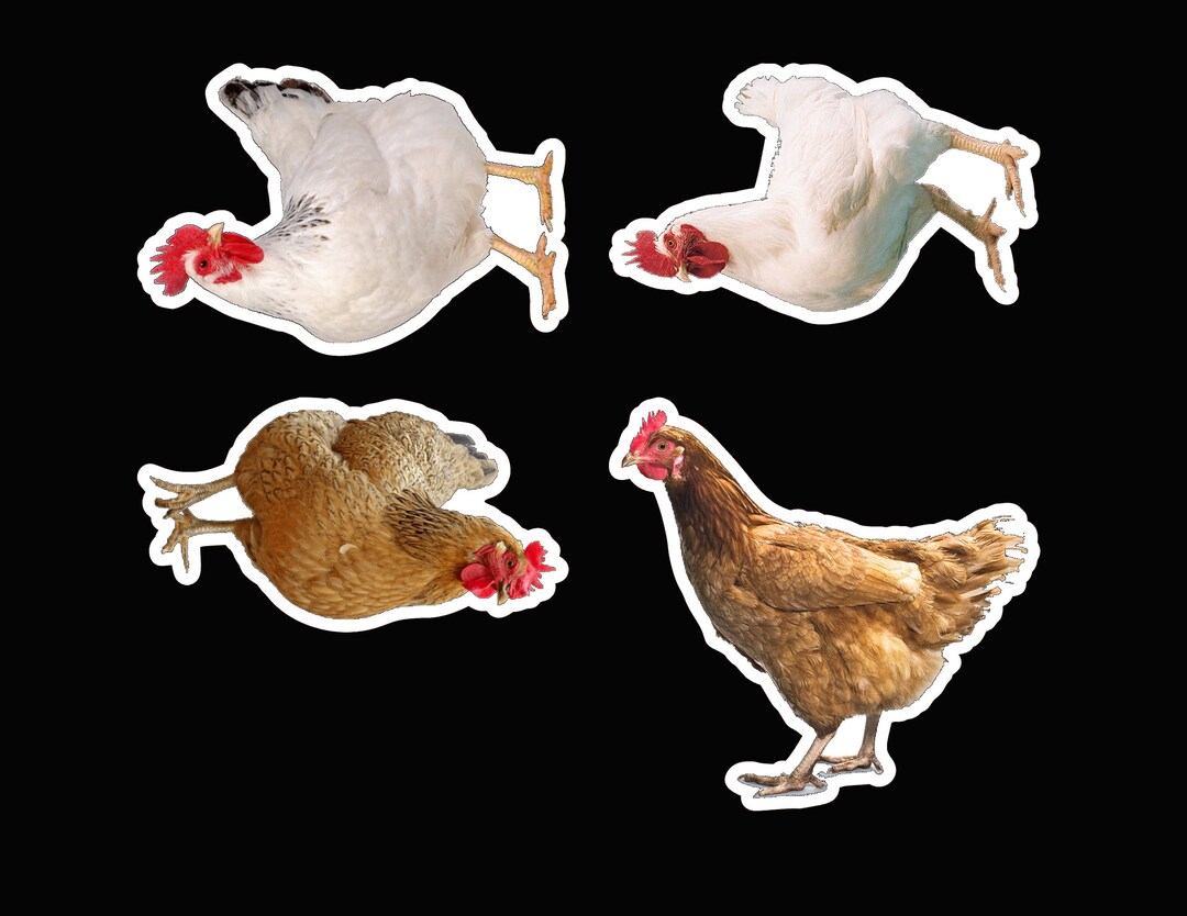 Chickens Sticker Pack Laminated Vinyl Waterproof Stickers - Etsy