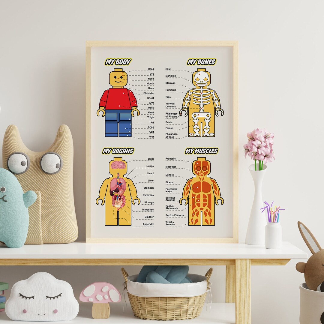 Anatomy Art Poster, Classroom Posters, Homeschool Learning, Educational ...