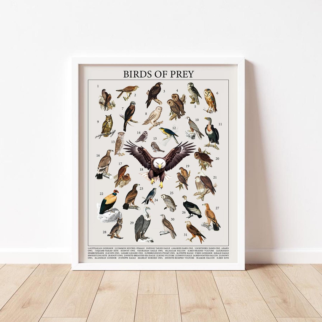 Vintage Bird Poster With Backyard and Birds of Prey Illustrations for ...