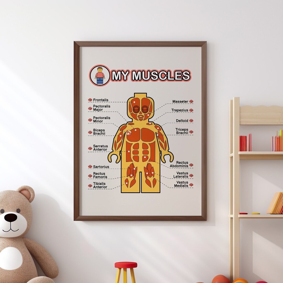 Educational Muscle Anatomy Poster Montessori Printable for Homeschool ...