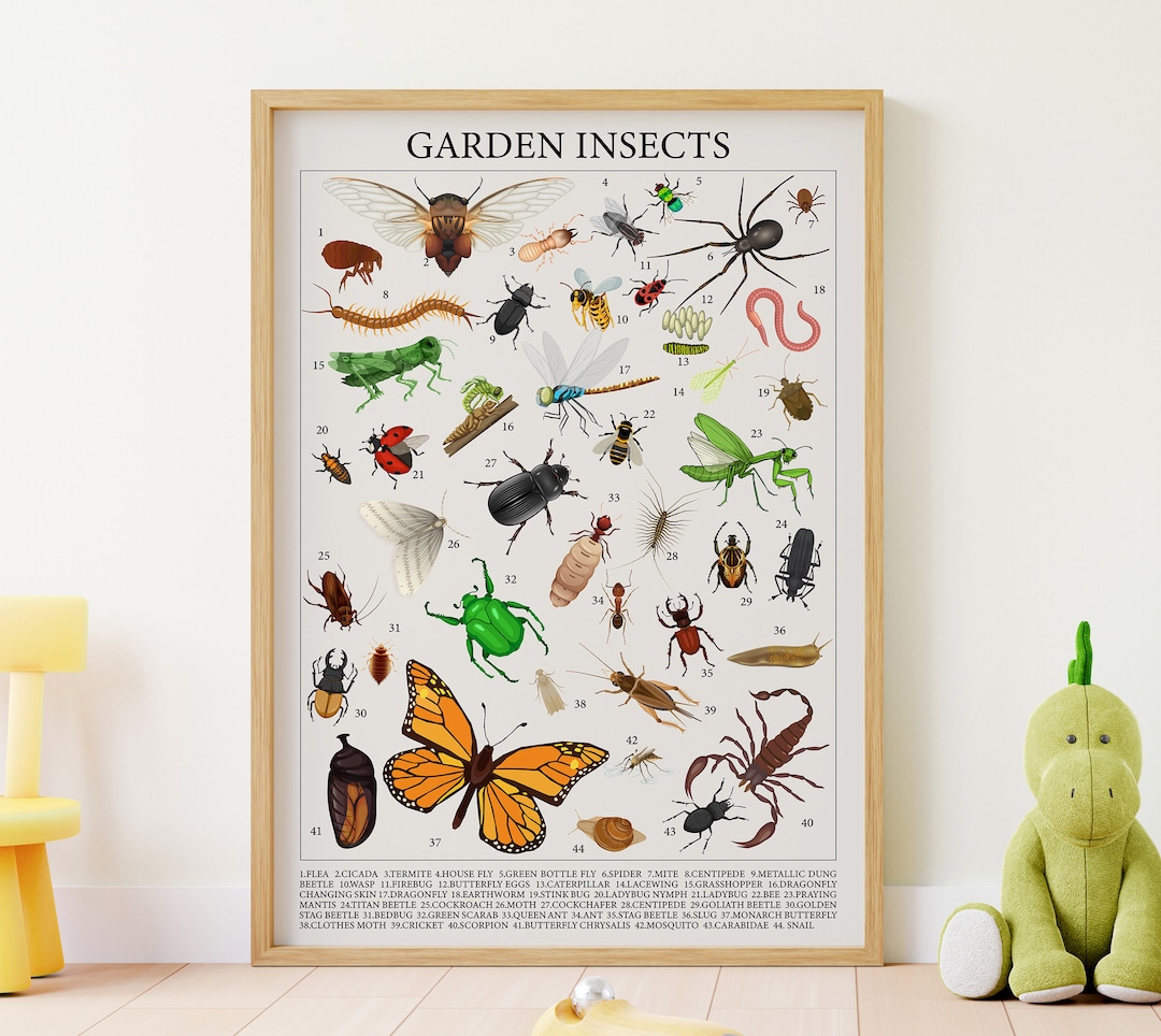 44 Fascinating Insect Bug Posters: Montessori Classroom Homeschool ...