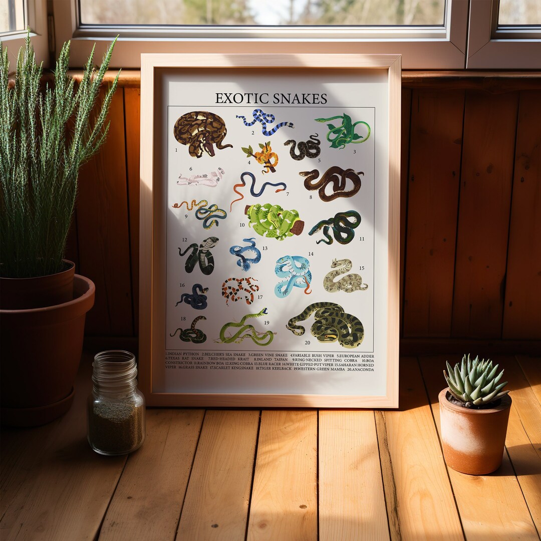 Vintage Snake Chart Poster: Reptile Print With Species Names, Snake Art ...
