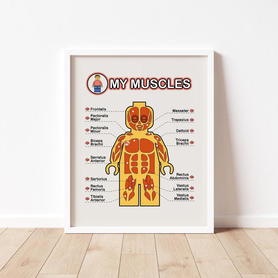 Muscle Anatomy Printable for Montessori Homeschool and Toddler Learning ...