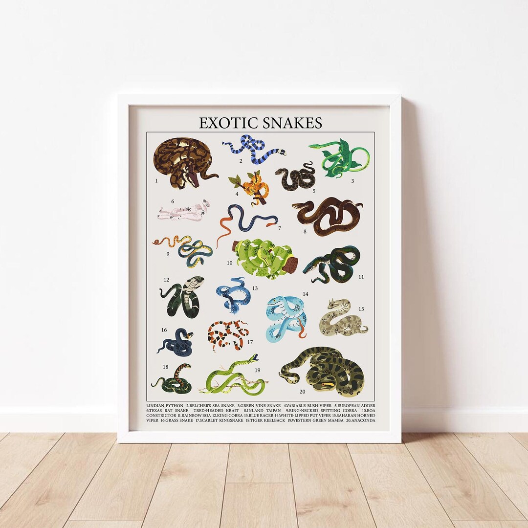 Reptile Chart Art: Illustrations of Snakes With Species Names - Etsy