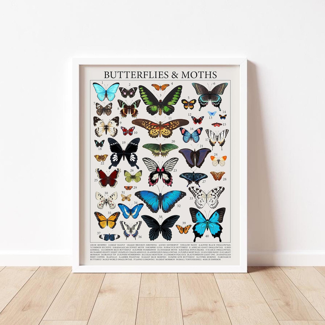 Butterfly Poster: Monarch Butterfly & Papillons Educational Print ...