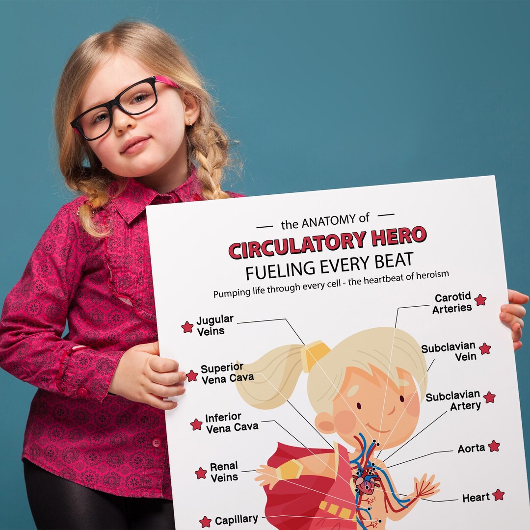 Circulatory System Hero Poster: Kids Anatomy & Healthy Heart Art ...