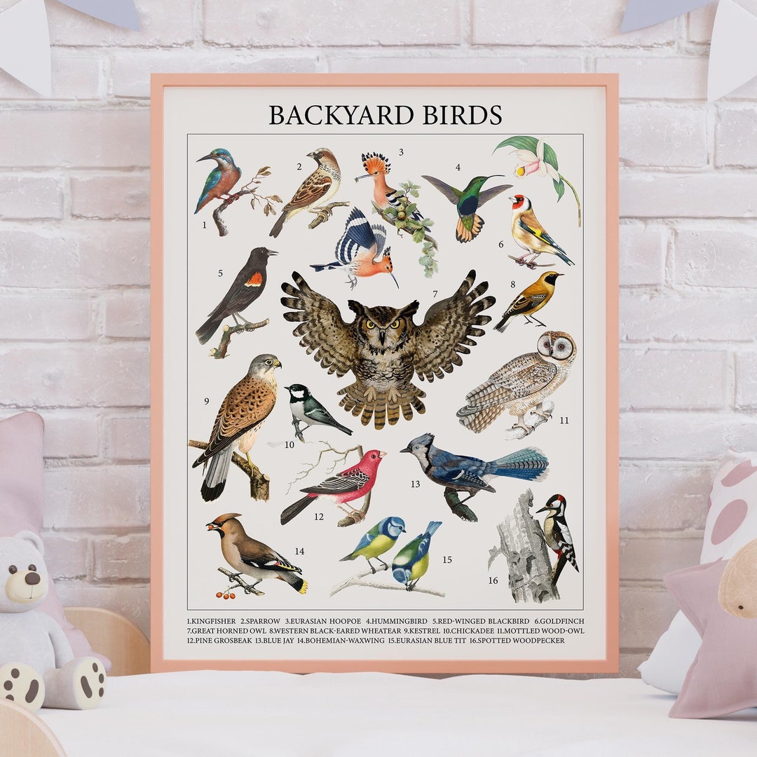 Backyard Birds Poster - Vintage Wall Art: Explore Fascinating Birds ...