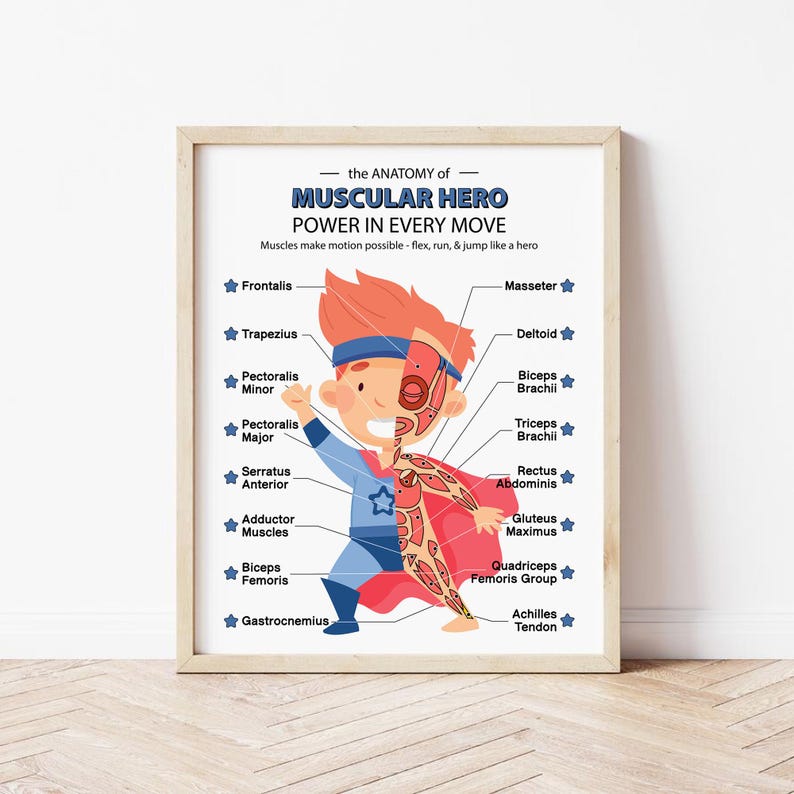Muscular Hero Anatomy Poster: Physiology & Muscular System Art ...