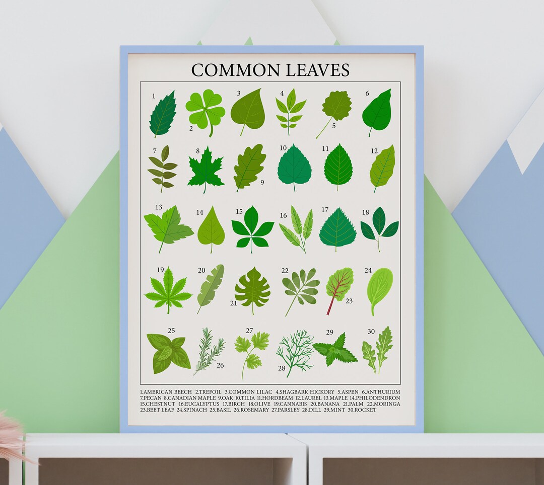 Leaves Poster, Botanical Poster, Plant Leaf Poster. Explore the Wonders ...