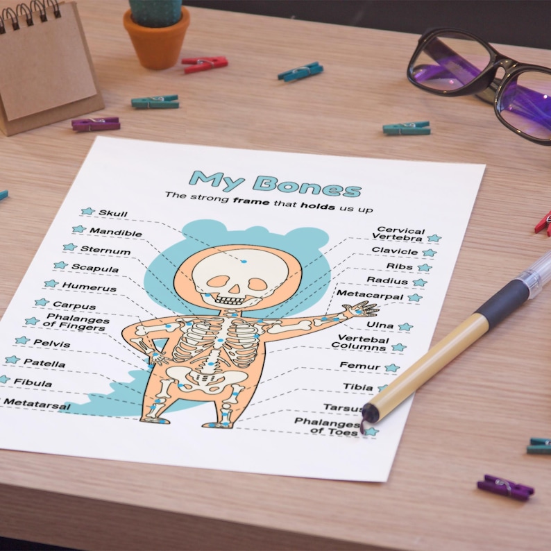 Kids Anatomy Poster Set – Human Body Systems Print, Montessori Body ...
