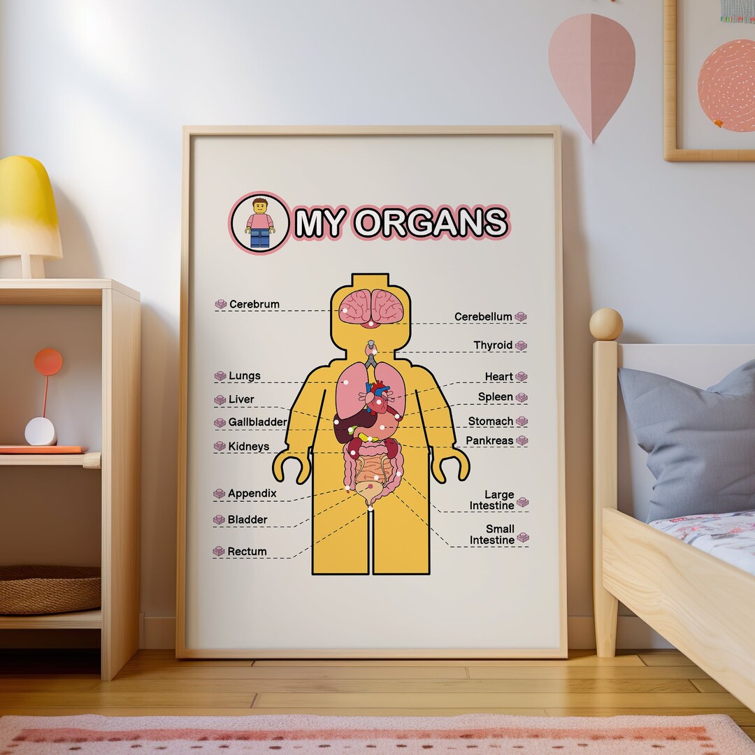 Educational Organ Anatomy Poster Montessori Printable for Homeschool ...